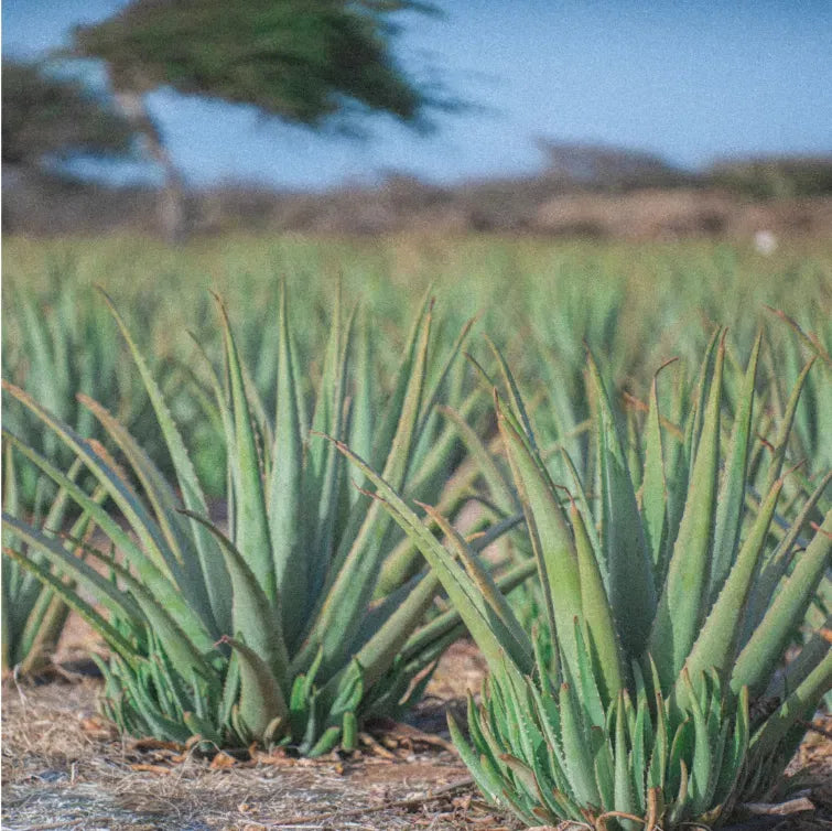 Discover the Sustainable Skincare Journey of Aruba Aloe